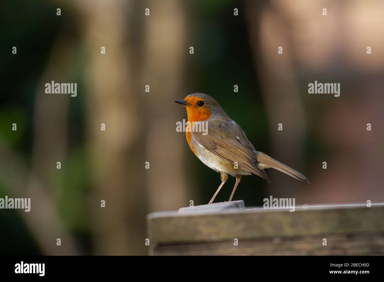 Robin feeding on bird table hi-res stock photography and images - Alamy