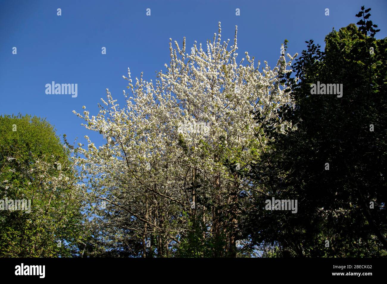 Blue cherry blossom trees hi-res stock photography and images - Alamy