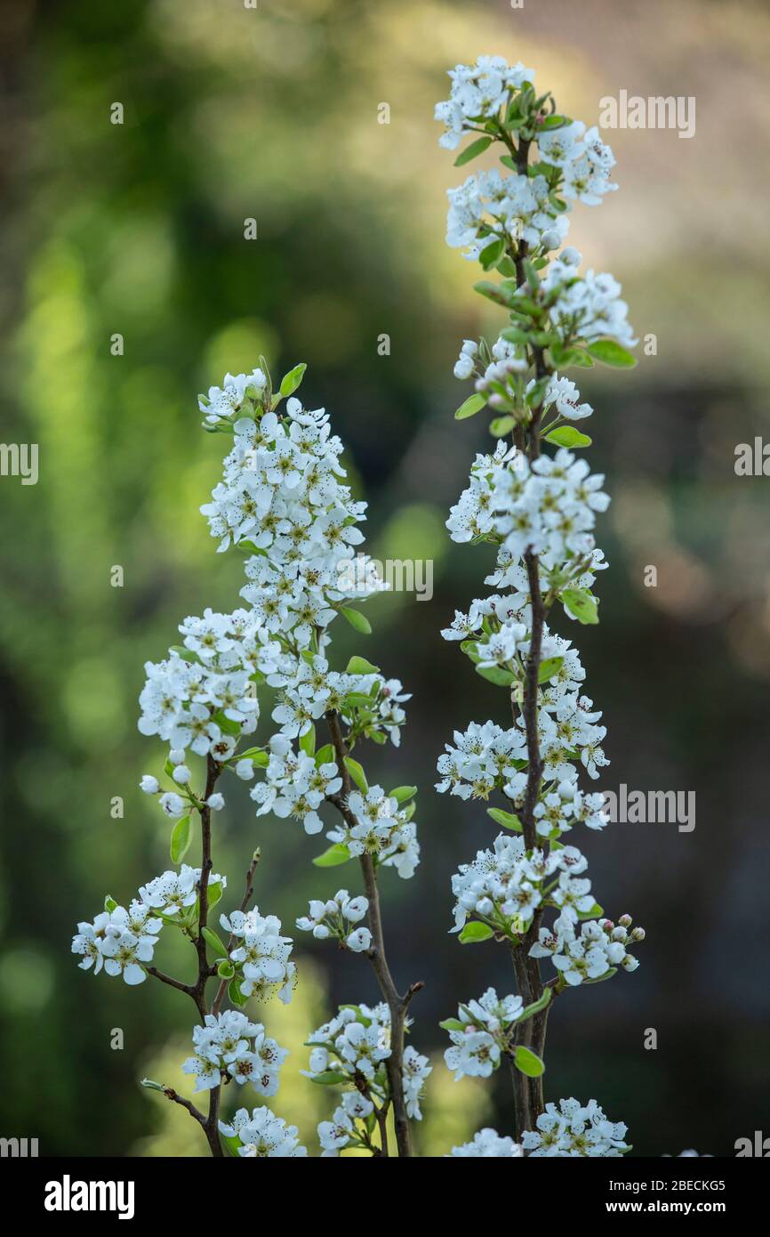 Williams pear hi-res stock photography and images - Alamy