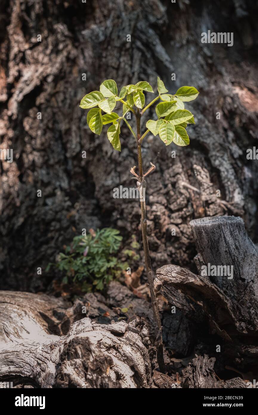 Green shoots of a new tree growing out of an old bunt out tree stump ...