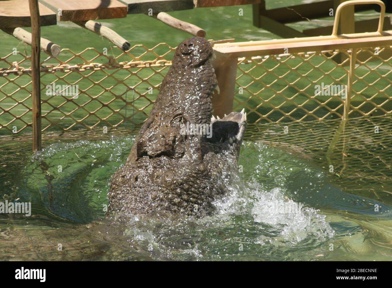 Nile crocodiles attack hi-res stock photography and images - Alamy