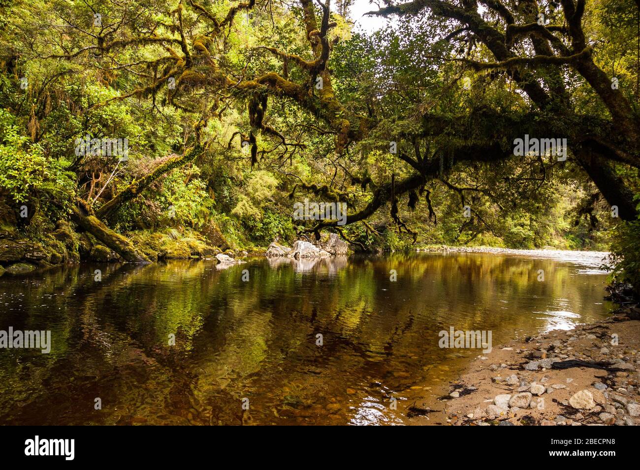 Moss laden trees droop over the Oparara River in native bush. Oparara ...