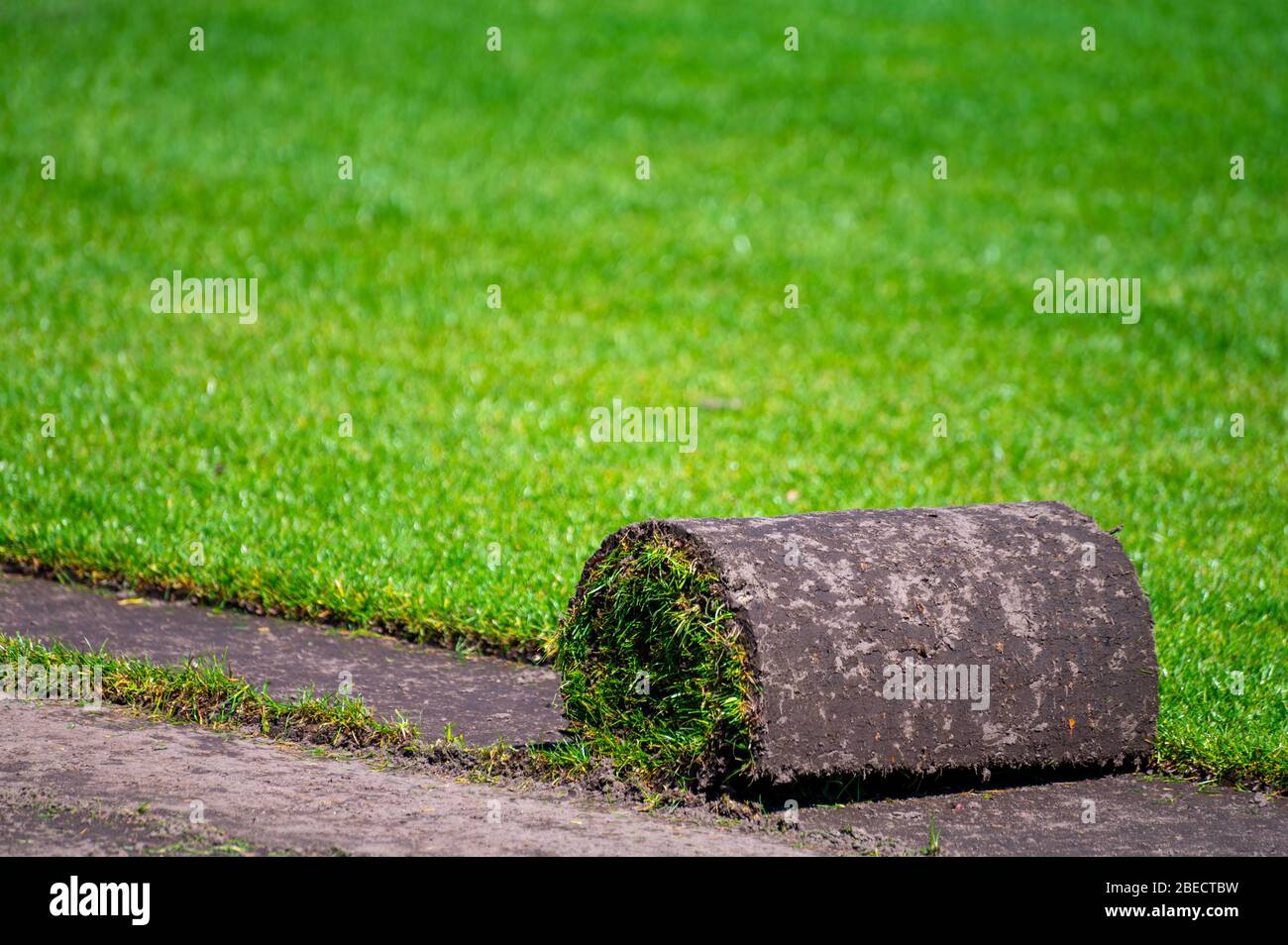 Hard fescue grass hi-res stock photography and images - Alamy
