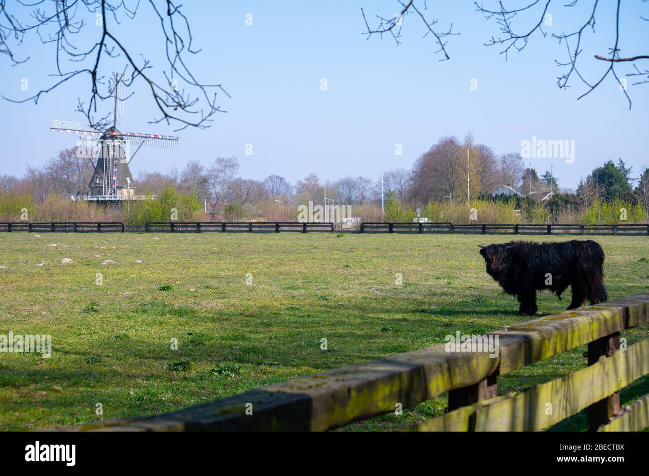 Old Dutch Cattle Breed High Resolution Stock Photography and Images - Alamy