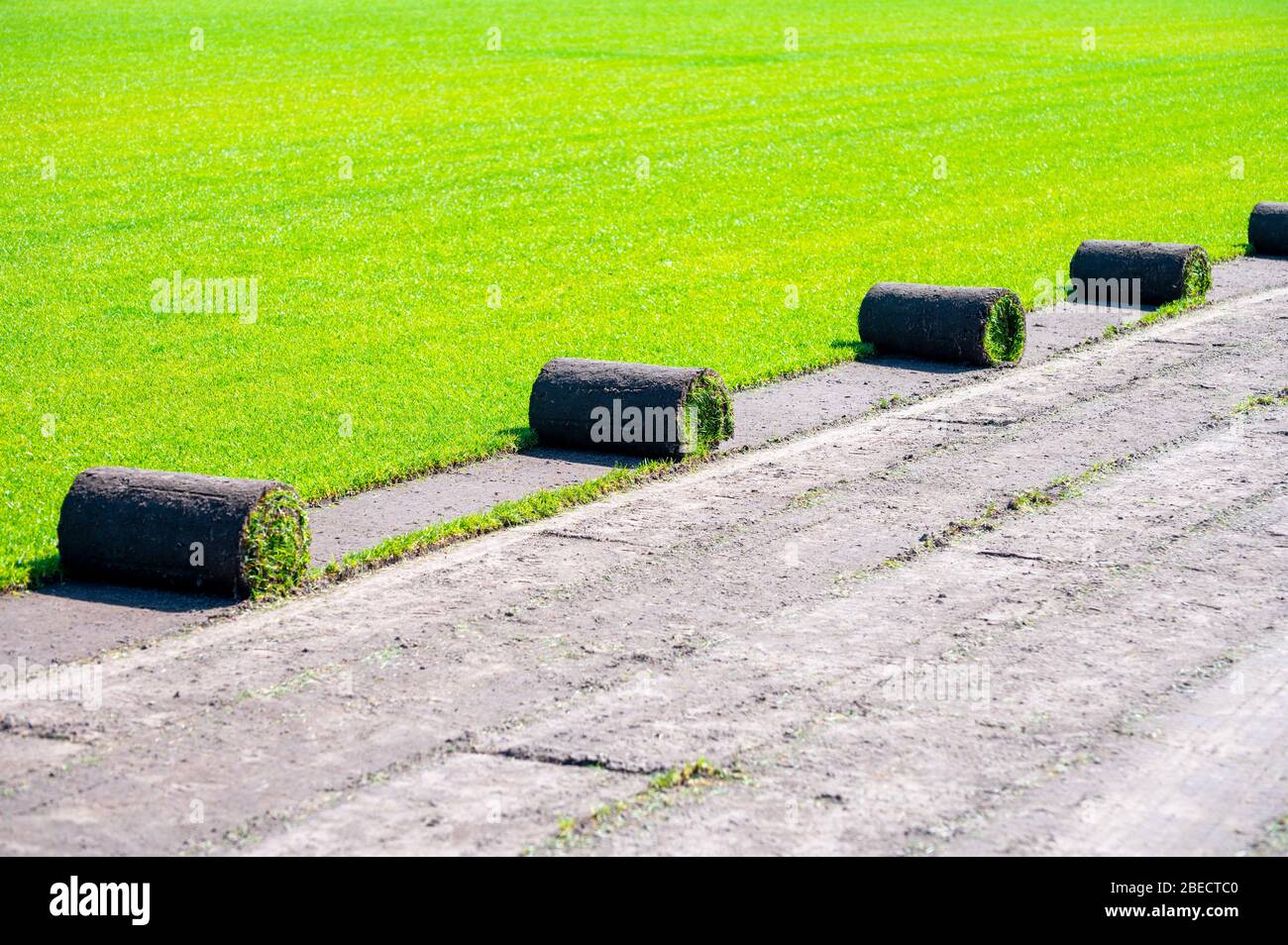 Field with growing high-quality, multi-purpose ryegrass or fescue turf ...