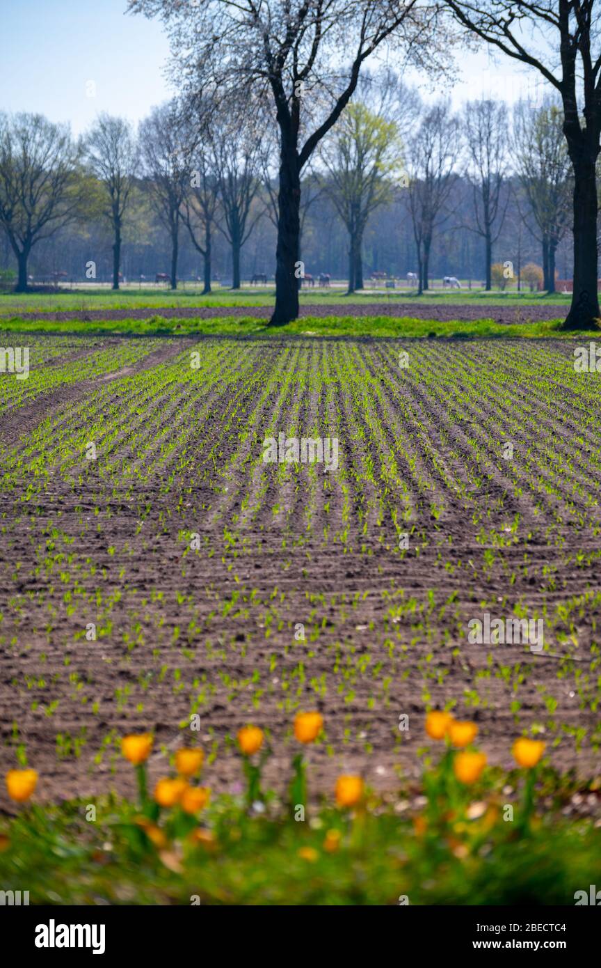 Countryside landscape with spring farmers field with young shoots if ...