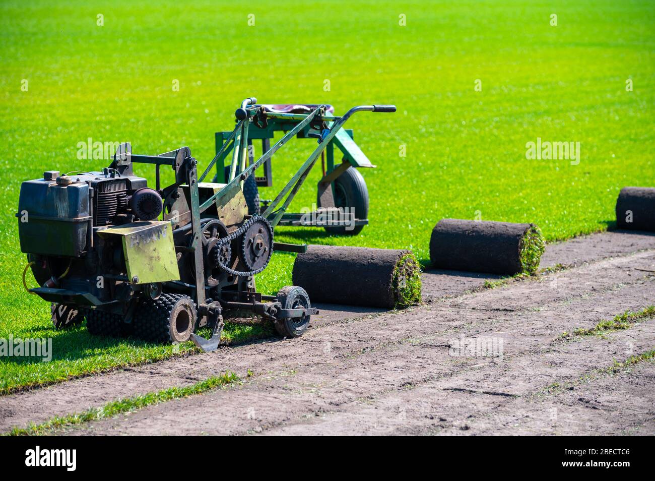 Field with growing high-quality, multi-purpose ryegrass or fescue turf ...