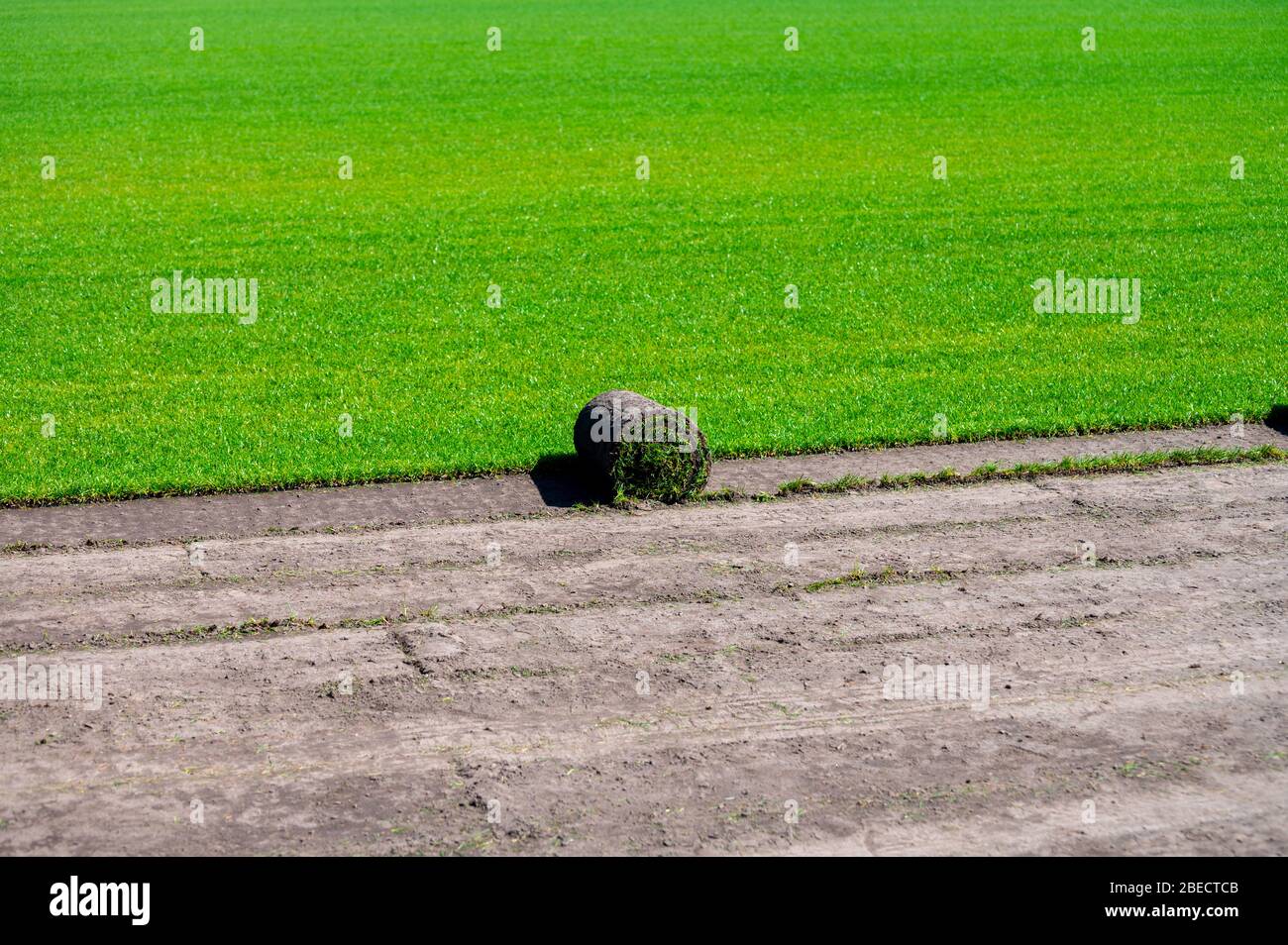 Field with growing high-quality, multi-purpose ryegrass or fescue turf ...