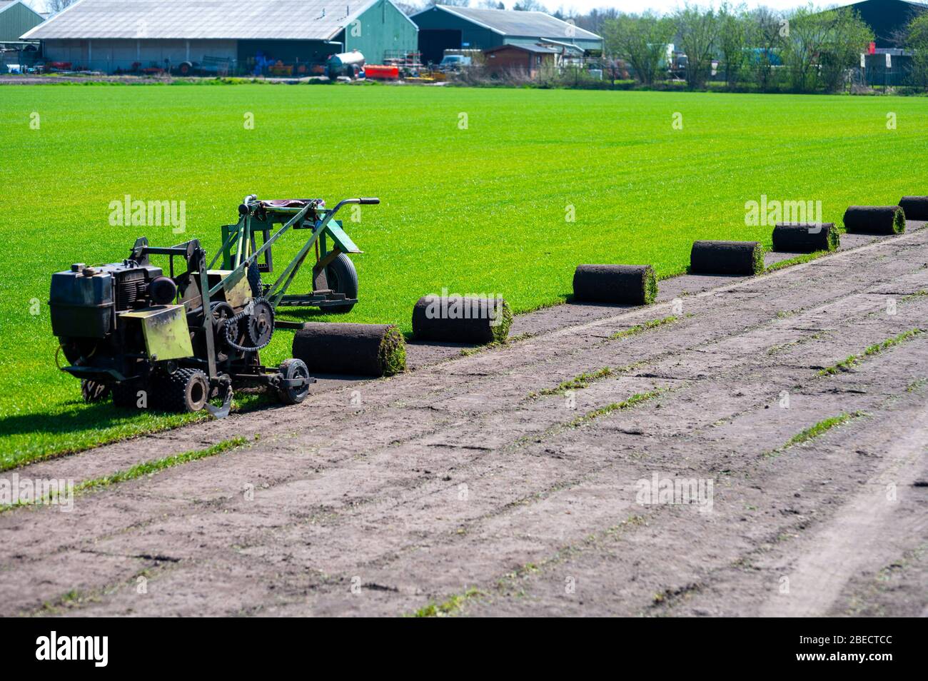 English ryegrass hi-res stock photography and images - Alamy