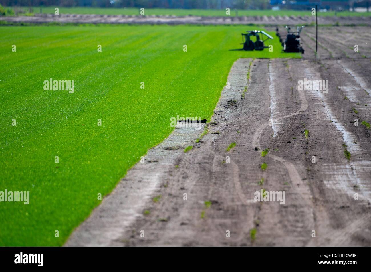 Field with growing high-quality, multi-purpose ryegrass or fescue turf ...