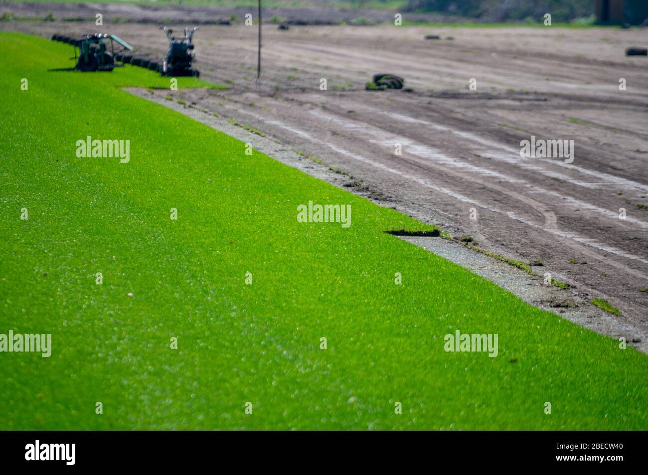 Field with growing high-quality, multi-purpose ryegrass or fescue turf ...