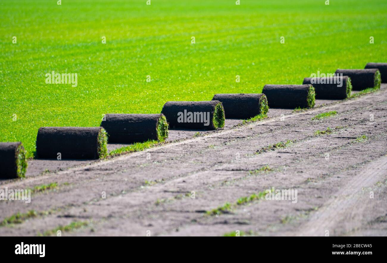 Field with growing high-quality, multi-purpose ryegrass or fescue turf ...