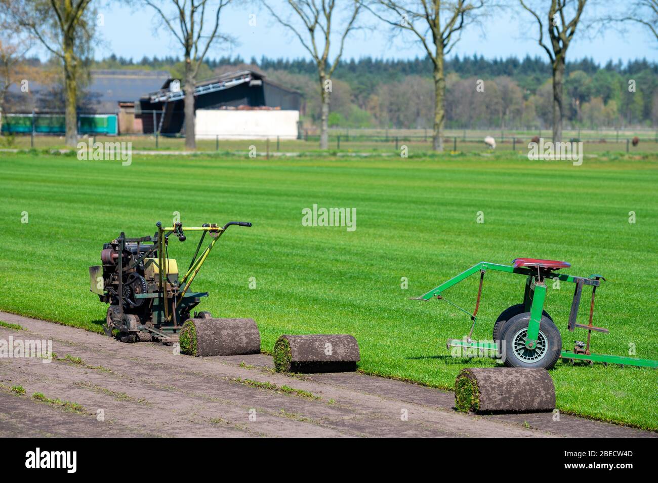 Field with growing high-quality, multi-purpose ryegrass or fescue turf ...