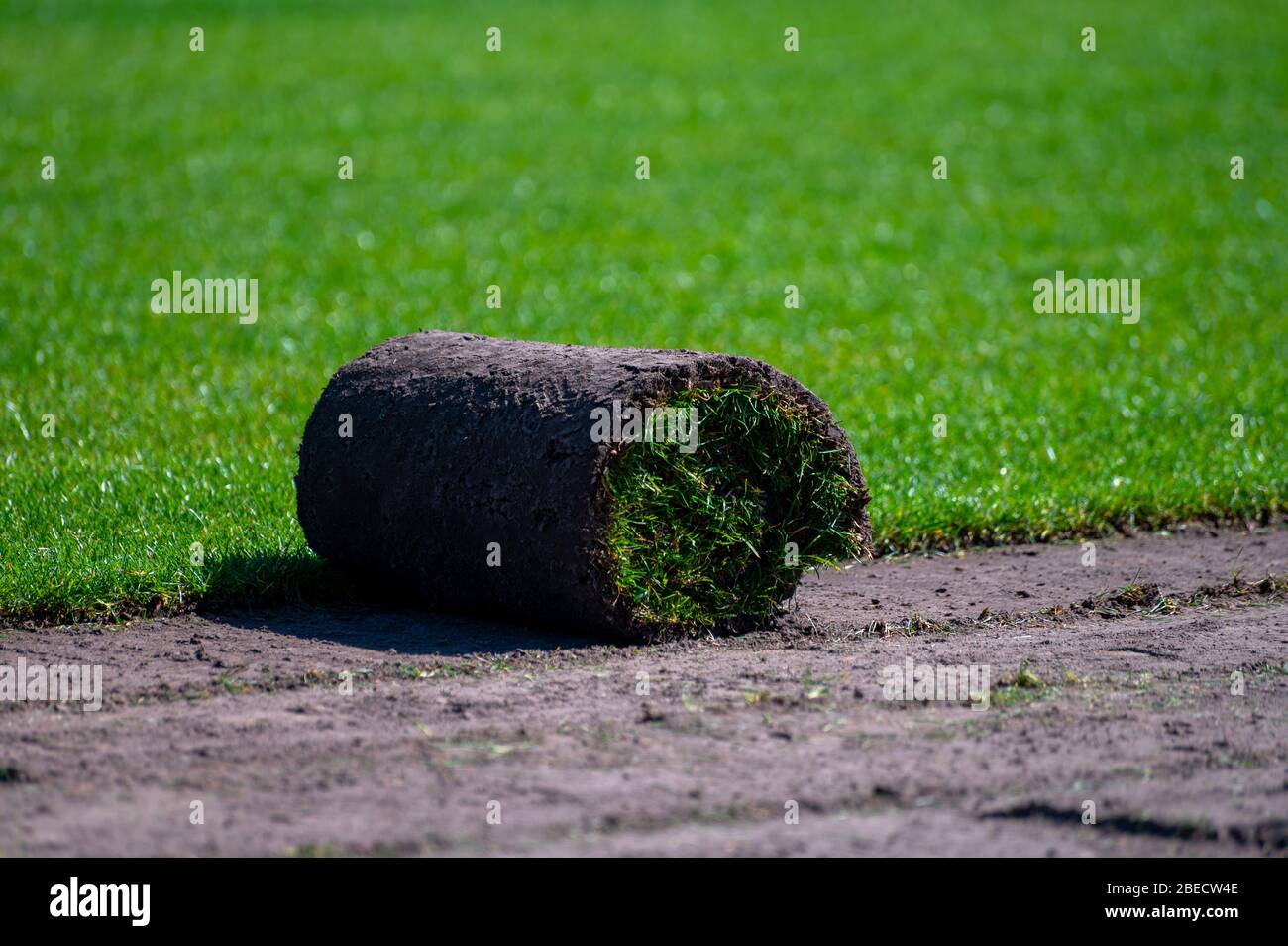 Field with growing high-quality, multi-purpose ryegrass or fescue turf ...