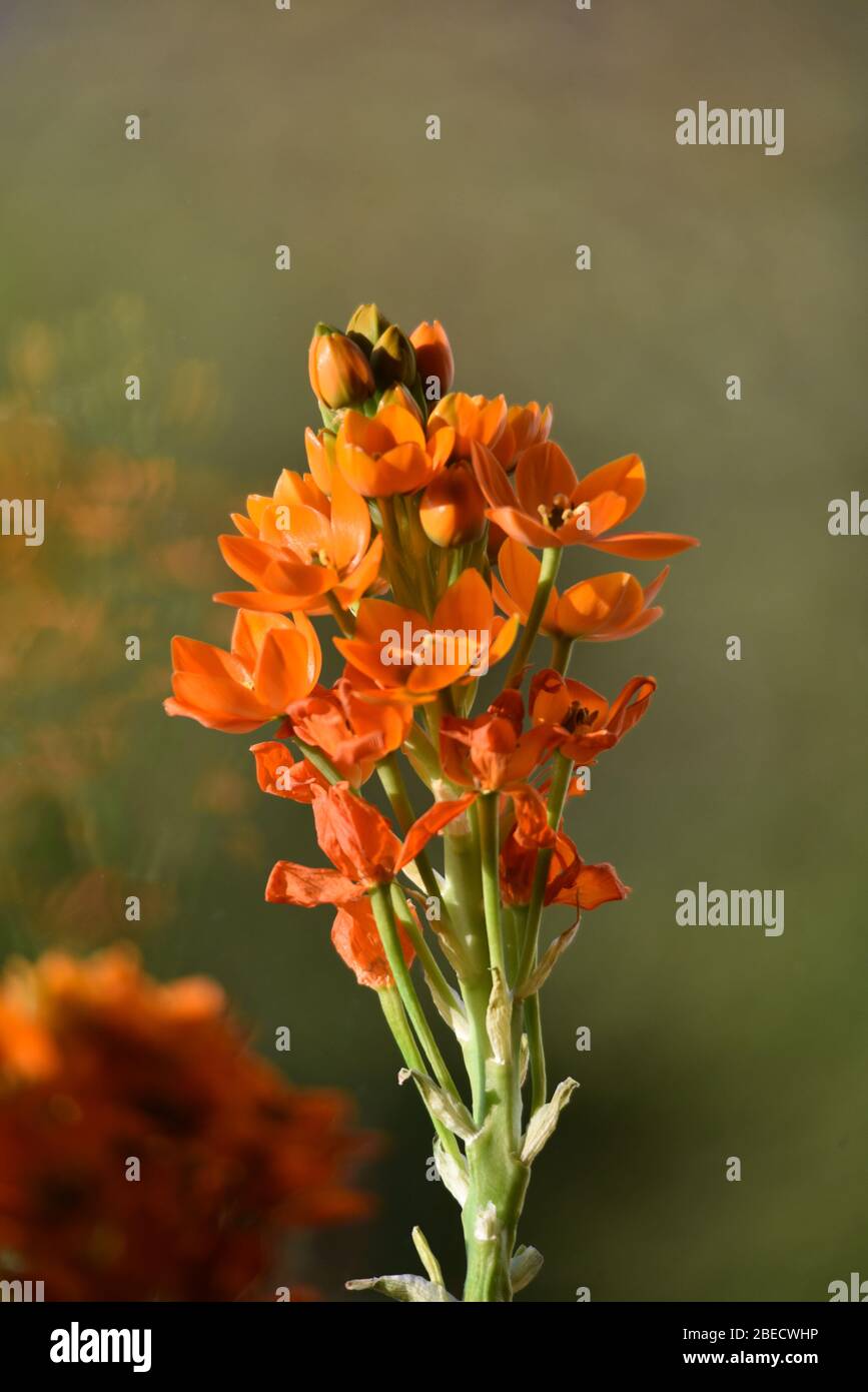 orange flowers ornithogalum dubium on stem Stock Photo - Alamy