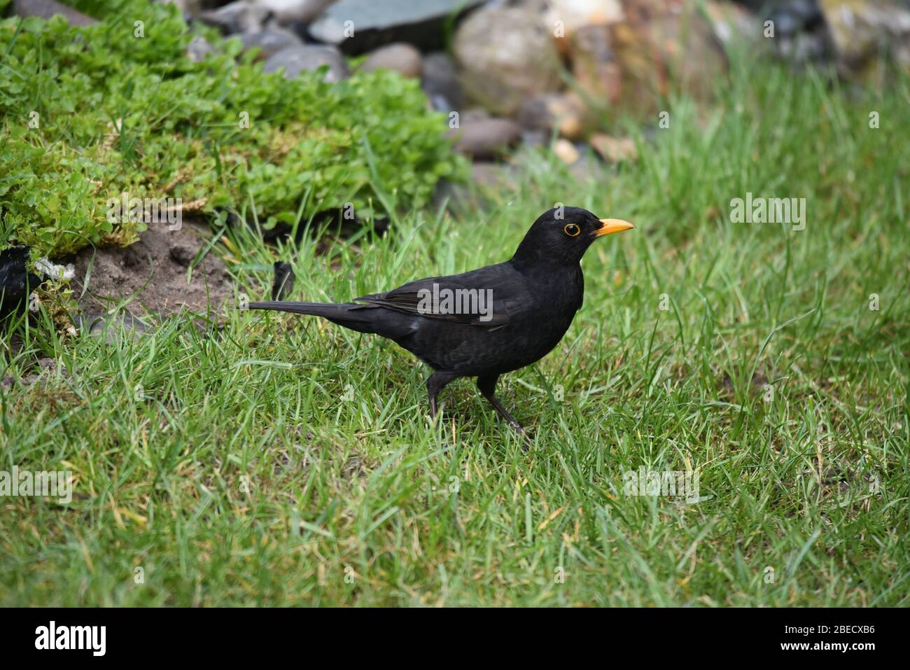 Young blackbird garden hi-res stock photography and images - Alamy