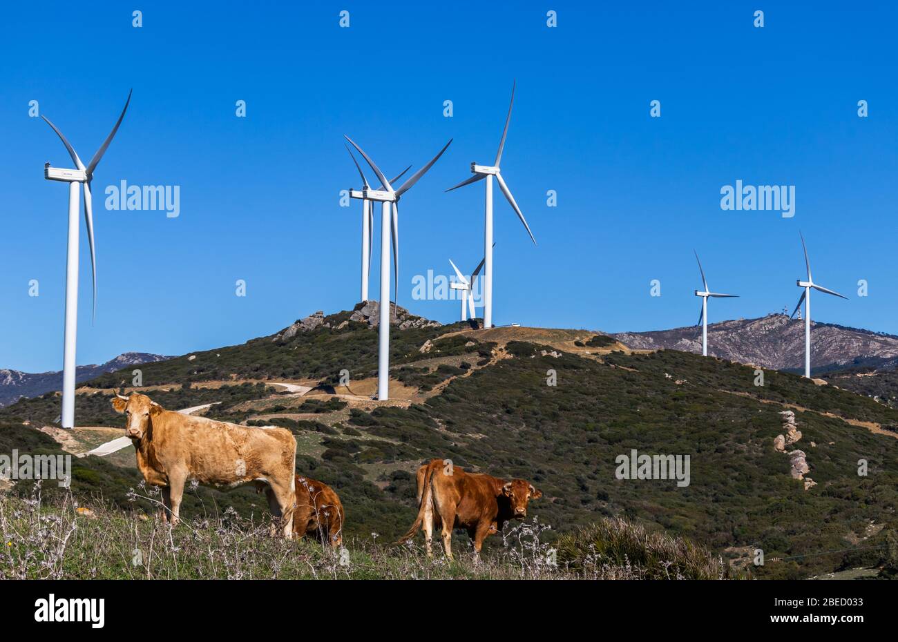 Herd in spanish farm andalusia hi-res stock photography and images - Alamy