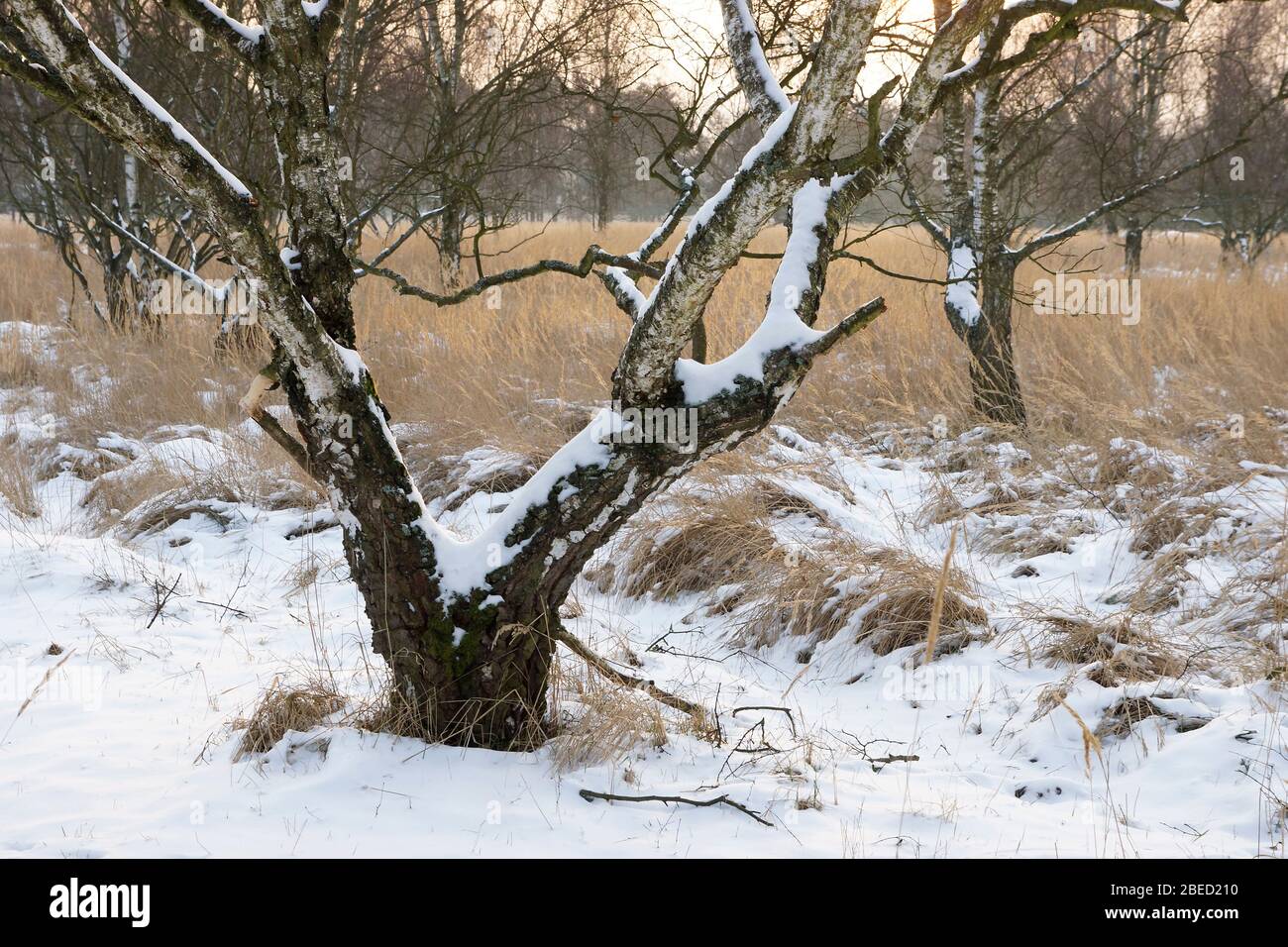 Birch tree birke hi-res stock photography and images - Alamy