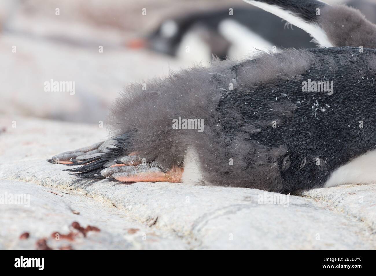 Molting penguin into penguins family on the stones near nests Stock ...