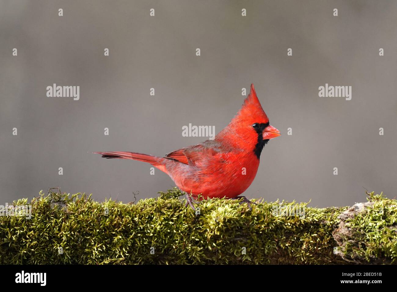Northern Cardinal male on mossy perch in early spring Stock Photo - Alamy