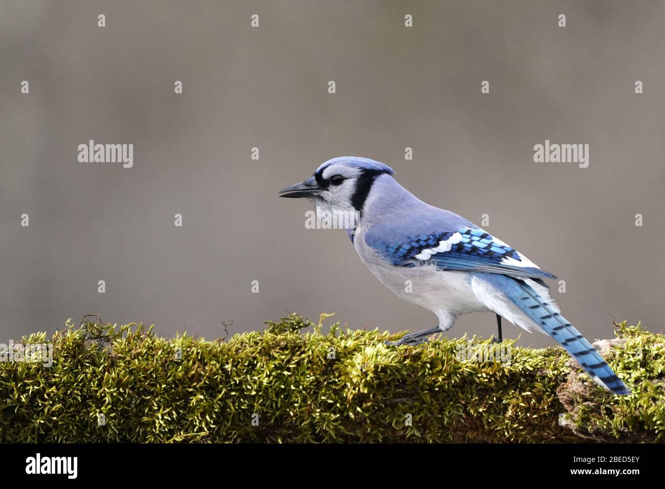 Blue Jay on mossy perch in early spring Stock Photo - Alamy