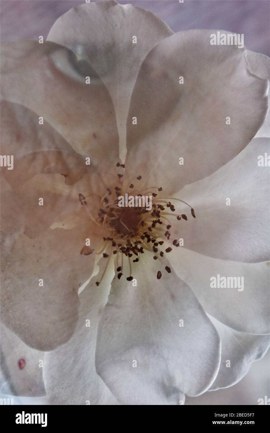 in camera double exposure, of human eye and white flower Stock Photo ...