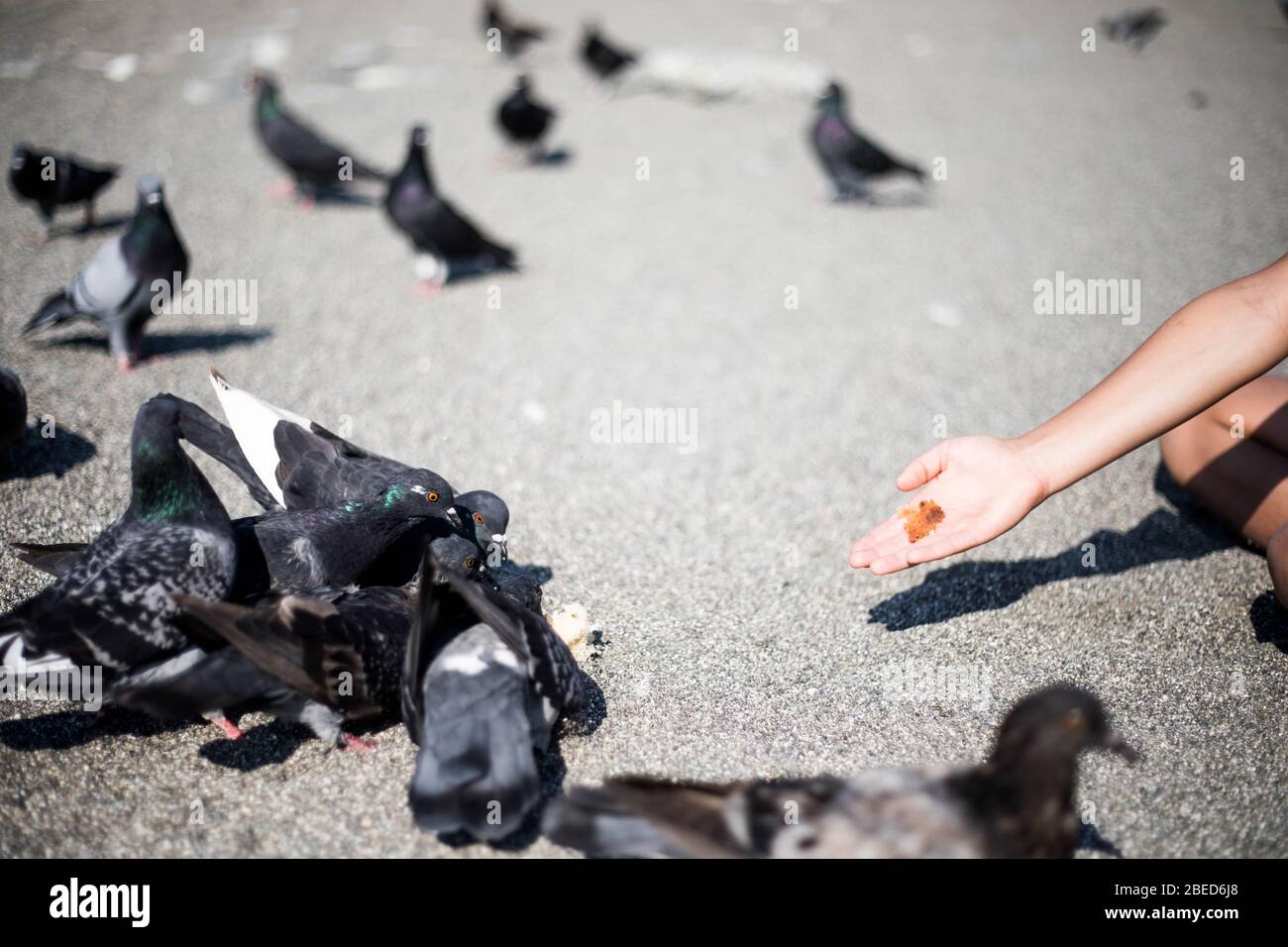 Doves fly in square hi-res stock photography and images - Alamy
