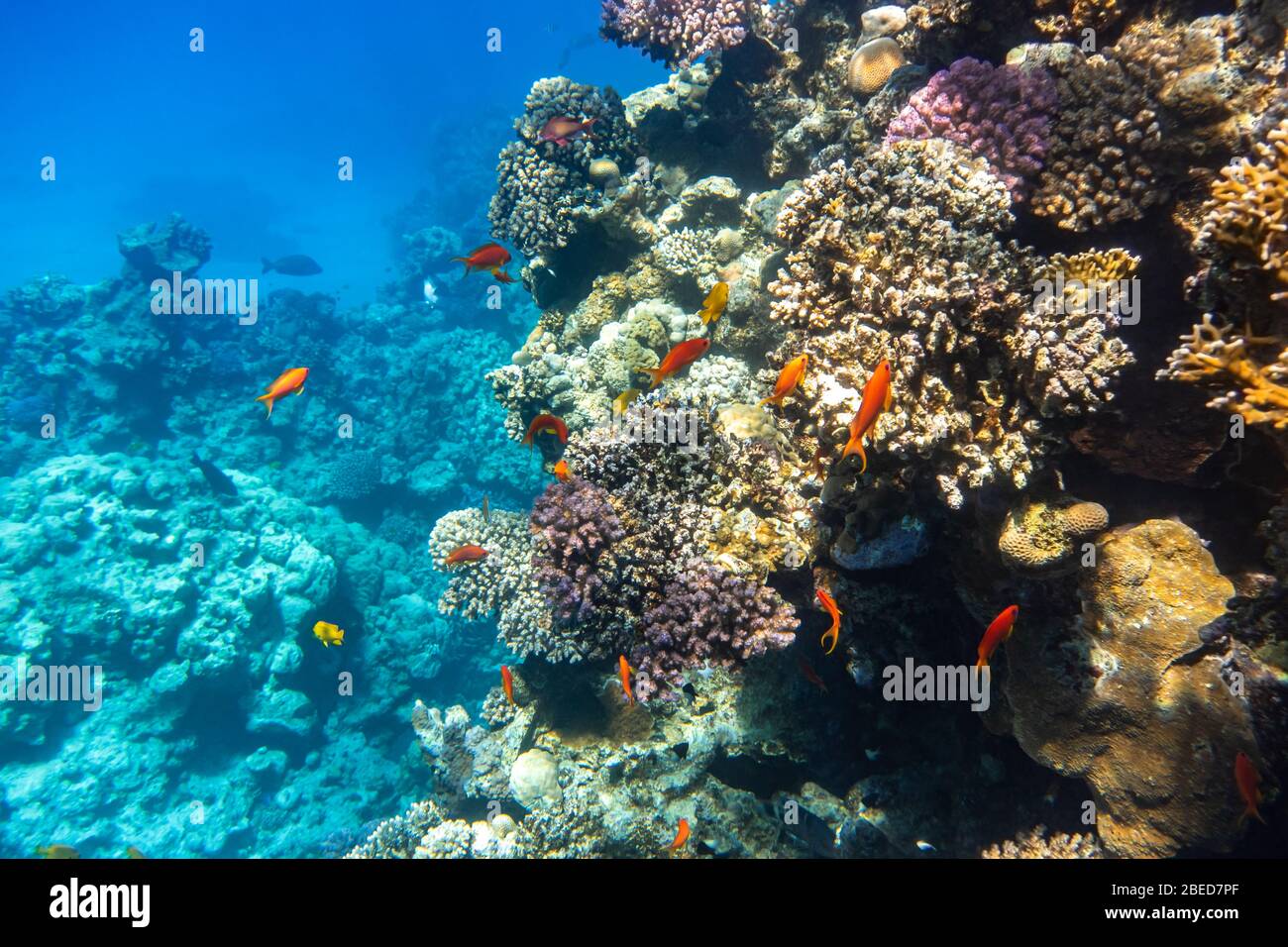 School of Anthias Fish (swallowtail seaperch) near coral reef in Red ...