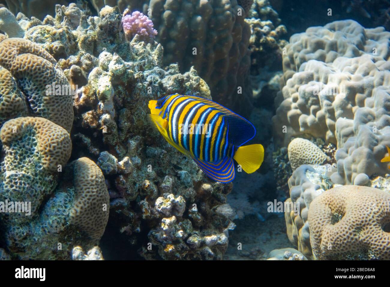Royal Angelfish (regal angelfish) in a coral reef, Red Sea, Egypt ...