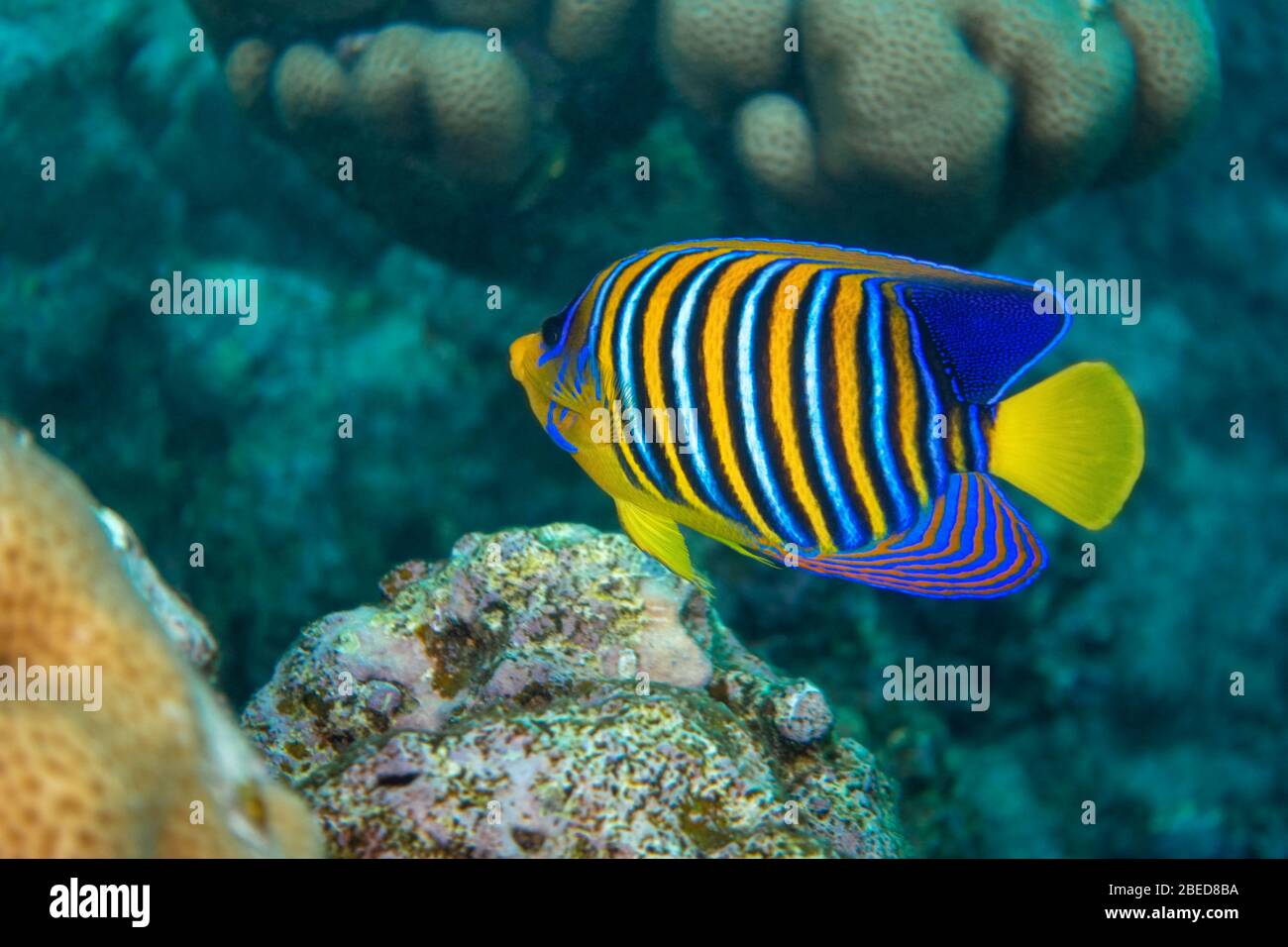 Royal Angelfish (regal angelfish) in a coral reef, Red Sea, Egypt ...