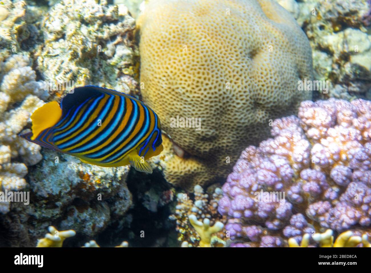 Royal Angelfish (regal angelfish) in a coral reef, Red Sea, Egypt ...