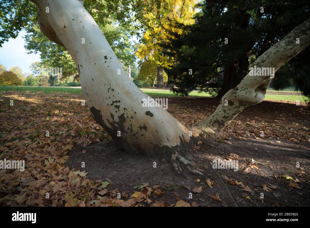 platanus tree trunk in a park Stock Photo - Alamy