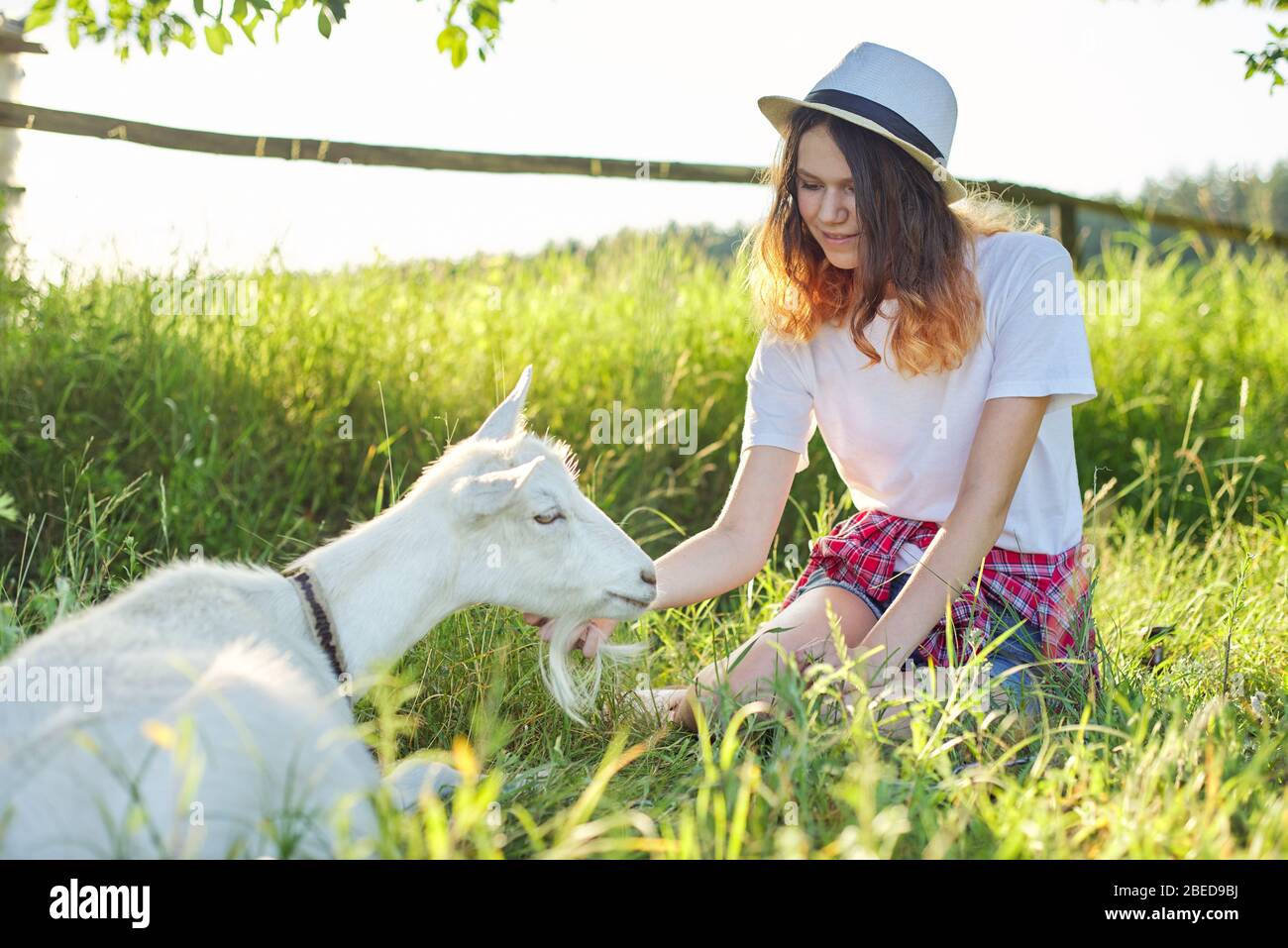 White domestic farm goat on the lawn with teenage girl, girl and animal ...