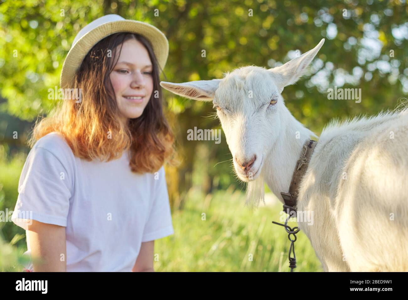 White domestic farm goat on the lawn with teenage girl, girl and animal ...