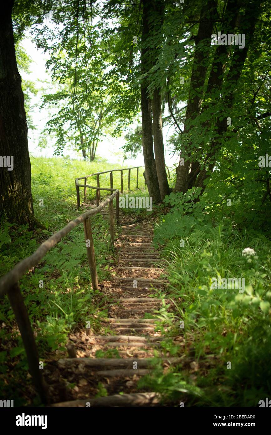 Staircase in the forest hi-res stock photography and images - Alamy