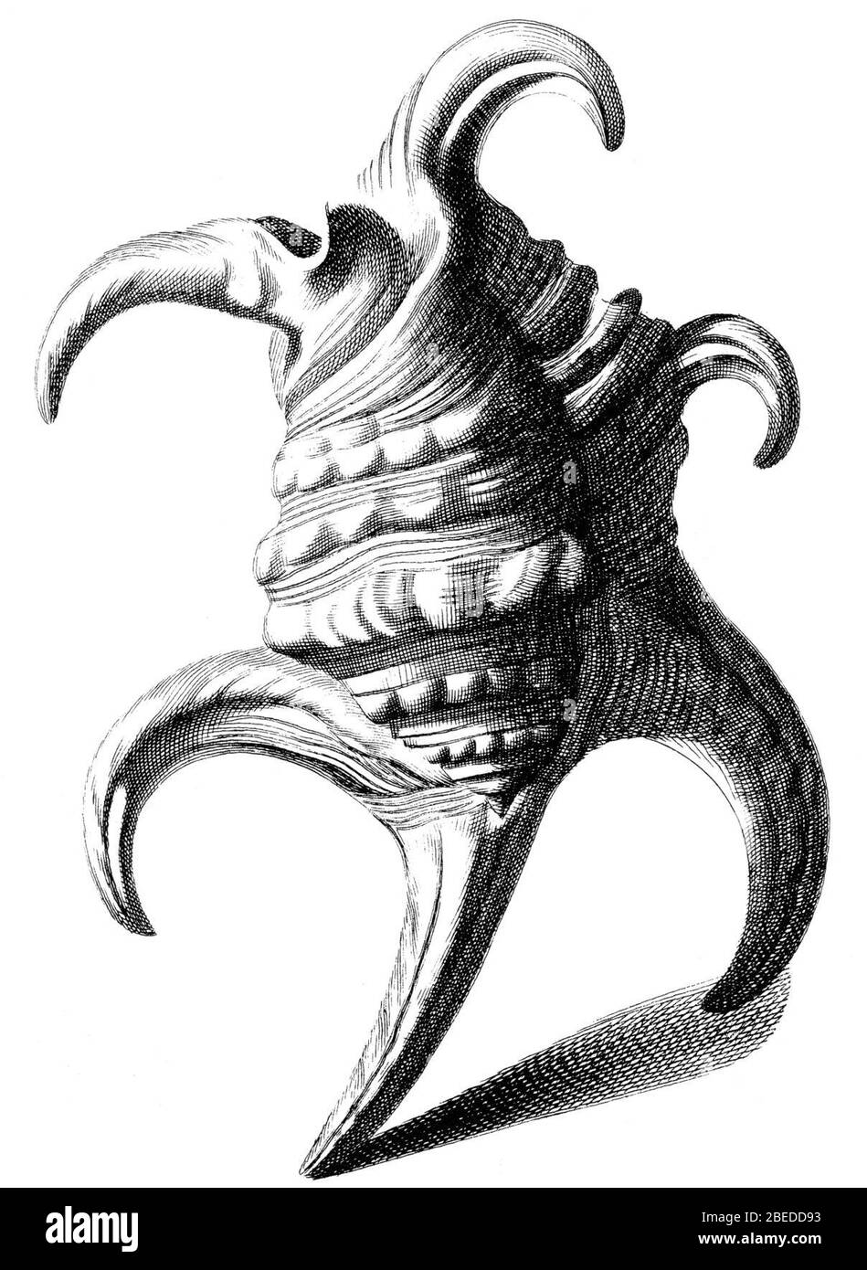 Harpago chiragra hi-res stock photography and images - Alamy