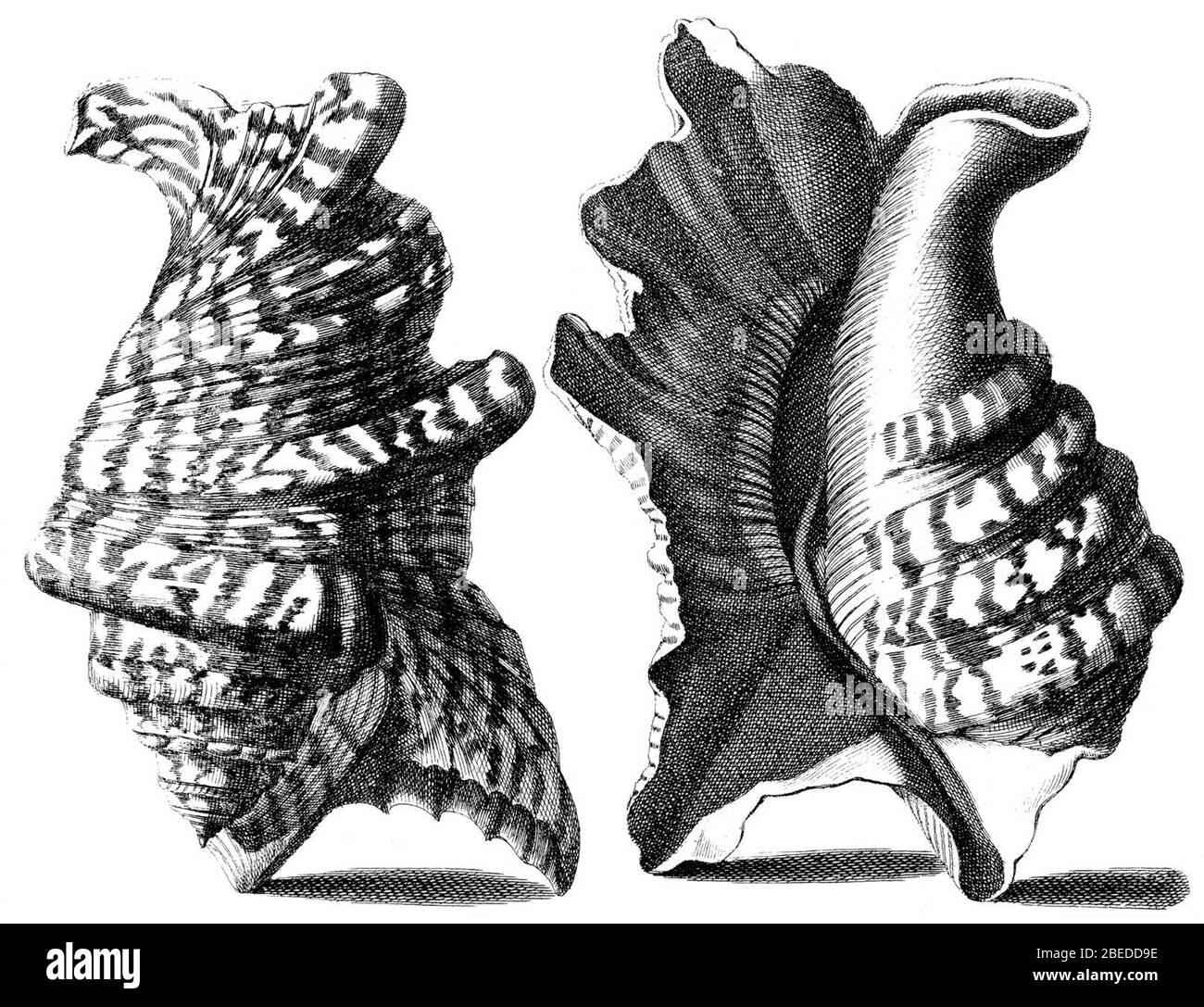 Harpago chiragra hi-res stock photography and images - Alamy