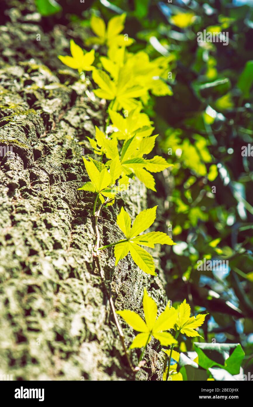 Detail of big tree with ivy plant. Seasonal natural scene Stock Photo ...