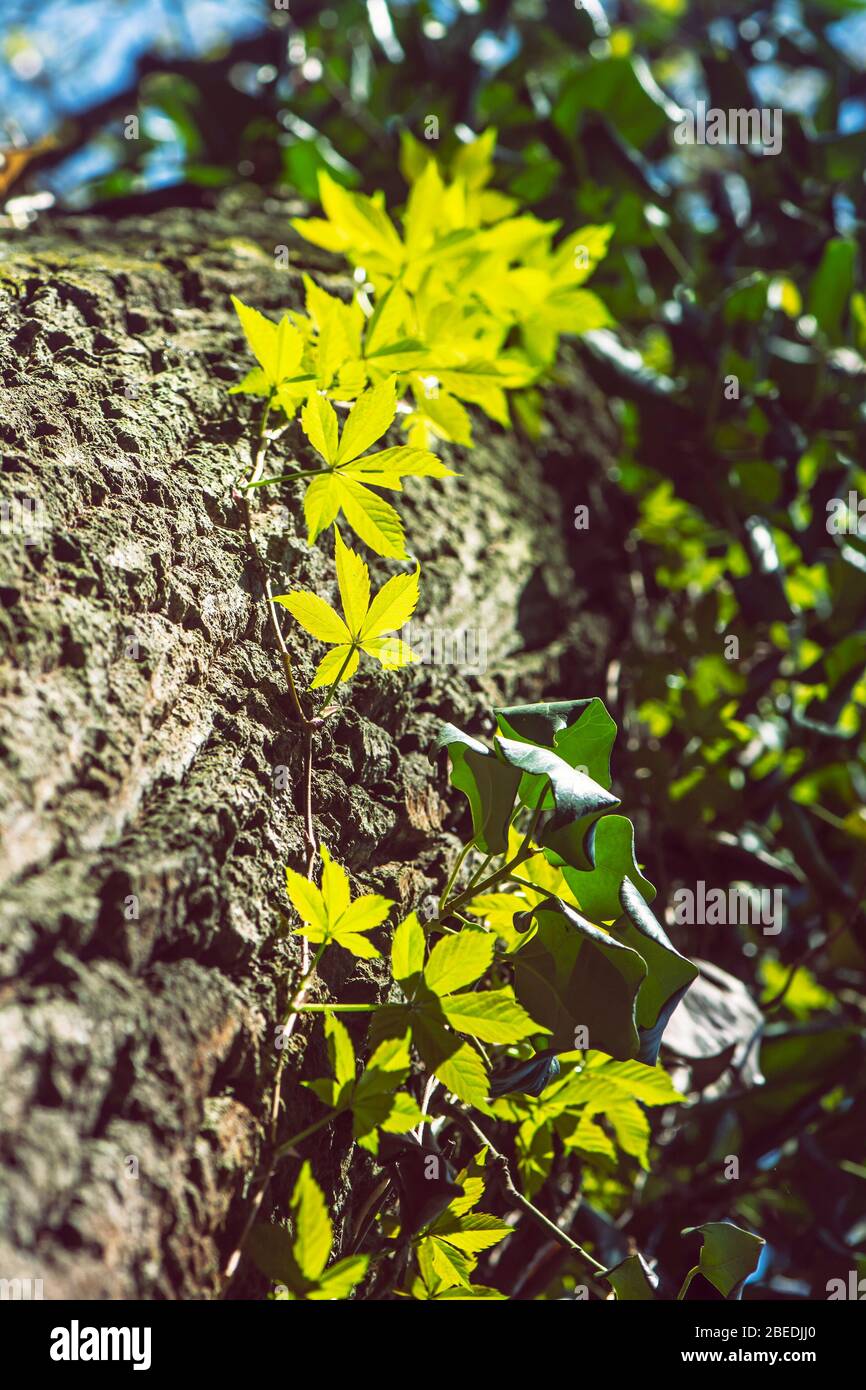 Detail of big tree with ivy plant. Seasonal natural scene Stock Photo ...