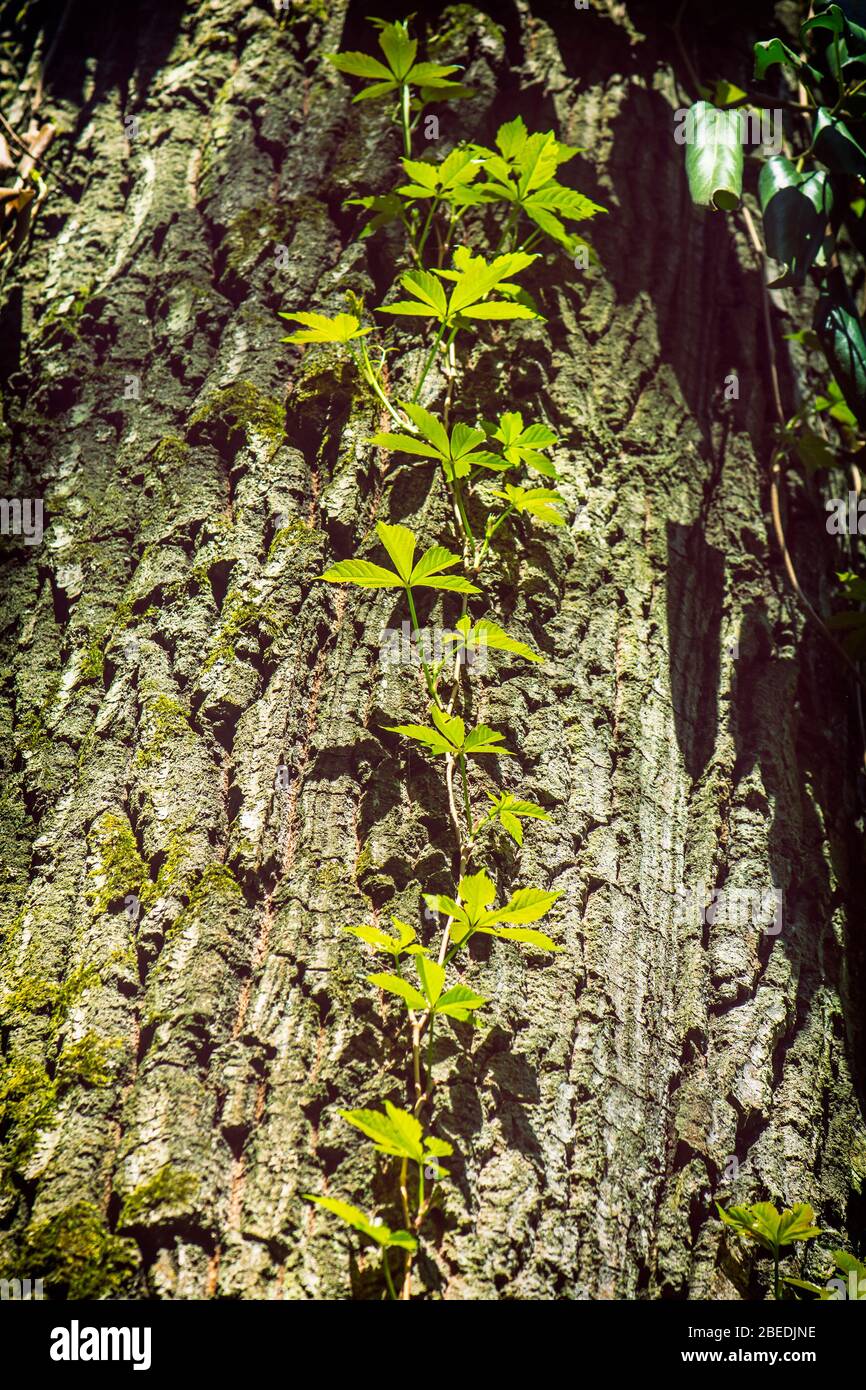 Detail of big tree with ivy plant. Seasonal natural scene Stock Photo ...