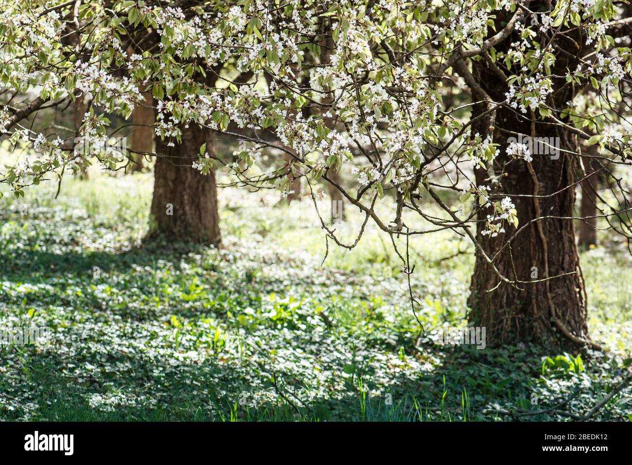 Flowering tree in Arboretum Tesarske Mlynany, Slovak republic. Seasonal ...