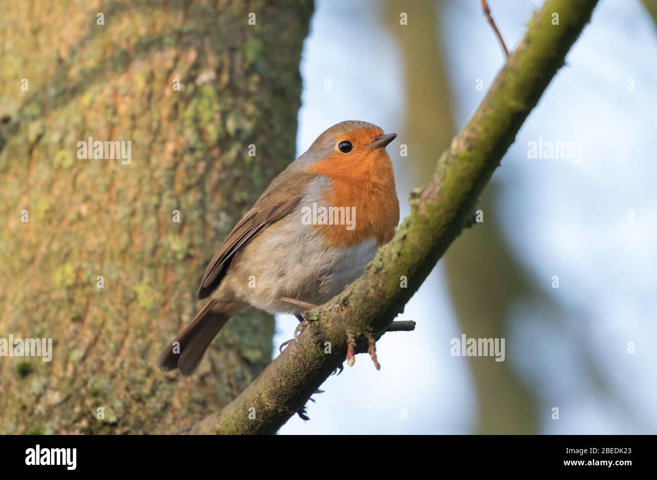Harrogate robin hi-res stock photography and images - Alamy