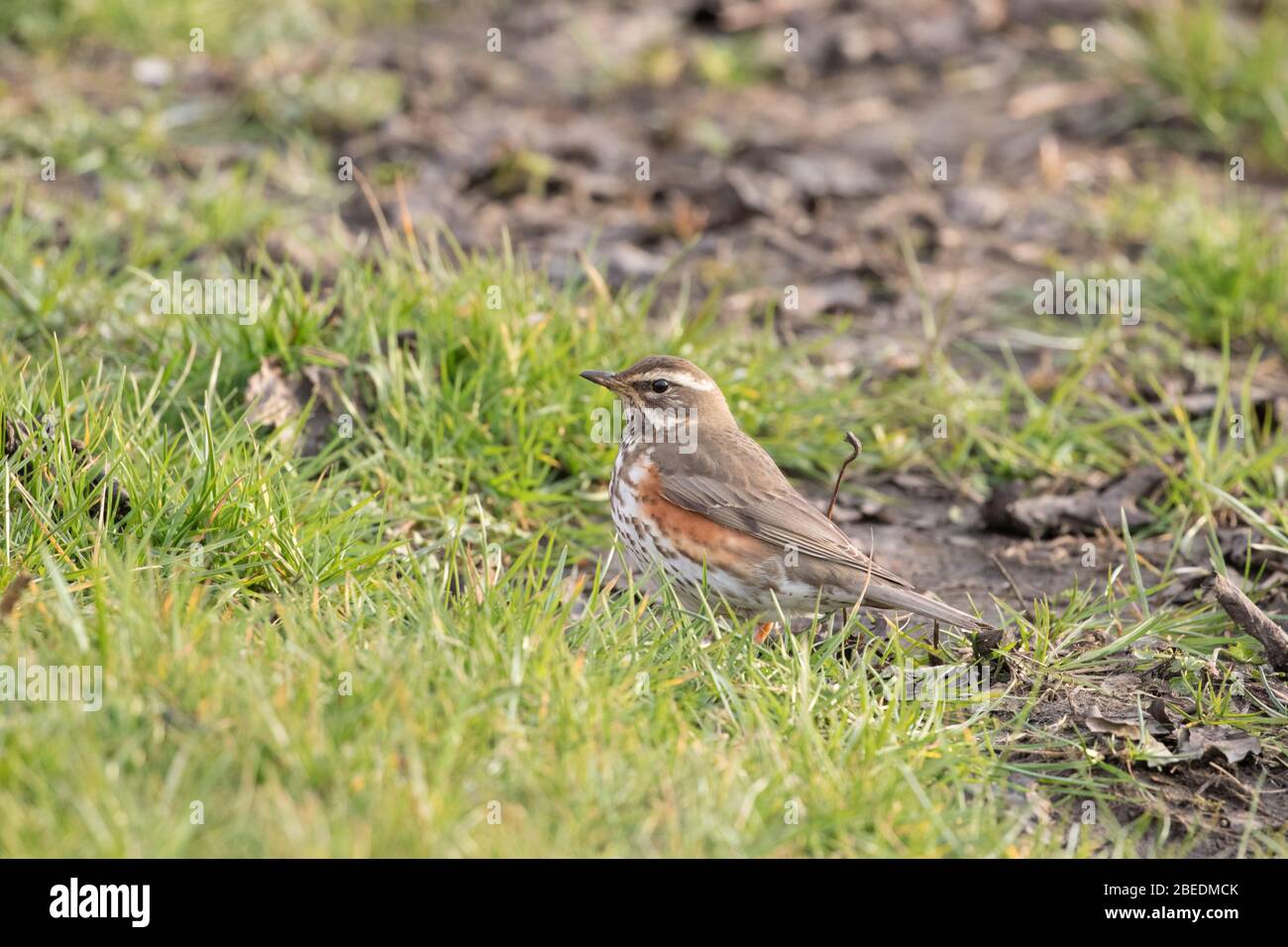 Redwing, Harrogate Stray Stock Photo - Alamy