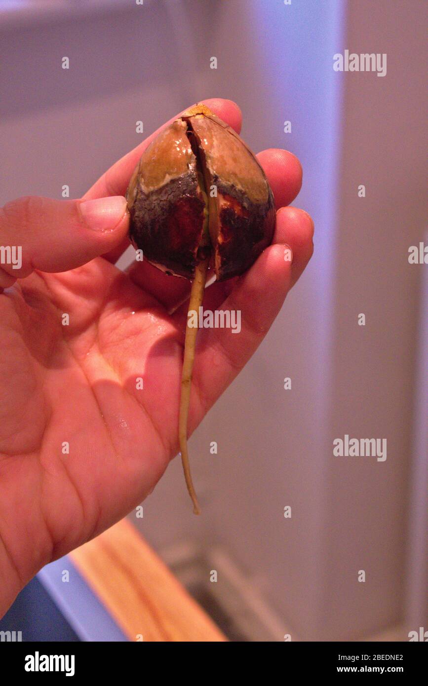 Germinating avocado pit held in hand in Berlin Stock Photo - Alamy