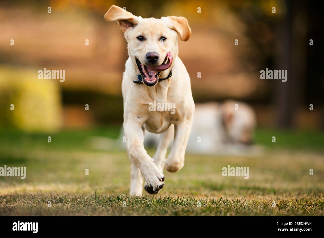 Labrador dogs playing in a garden hi-res stock photography and images ...