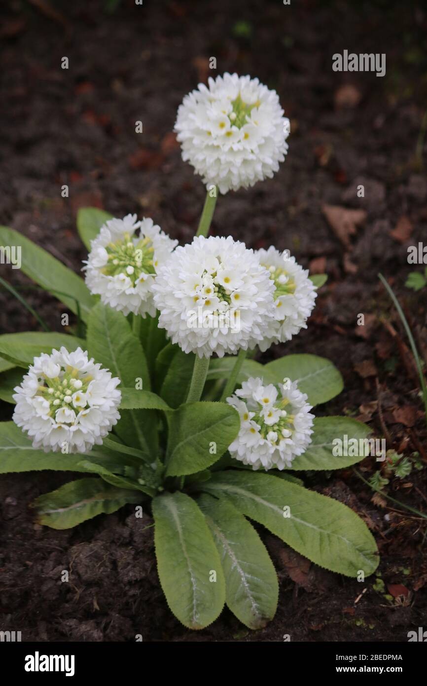 White drumstick primula denticulate variety alba Stock Photo - Alamy