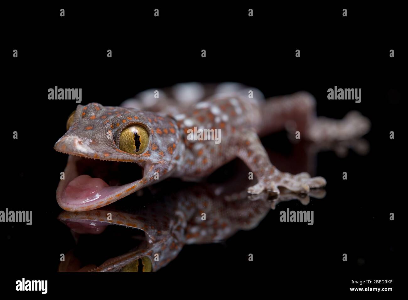 Tokay Gecko (Gekko gecko) isolated on black background Stock Photo - Alamy