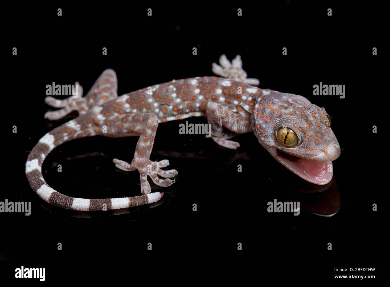 Tokay Gecko (Gekko gecko) isolated on black background Stock Photo - Alamy