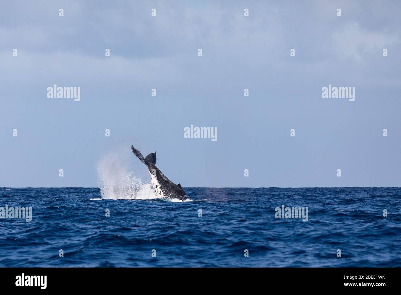 whale tail fin over the surface young humpback playing Pacific Ocean ...
