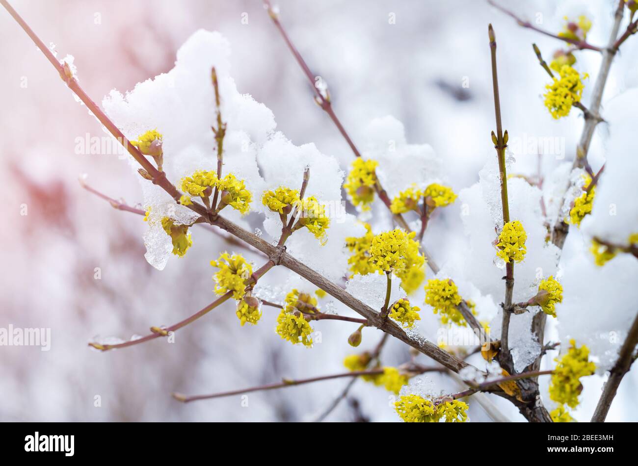 Flowering shrub during the April cold snap and snowfall in Russia Stock ...